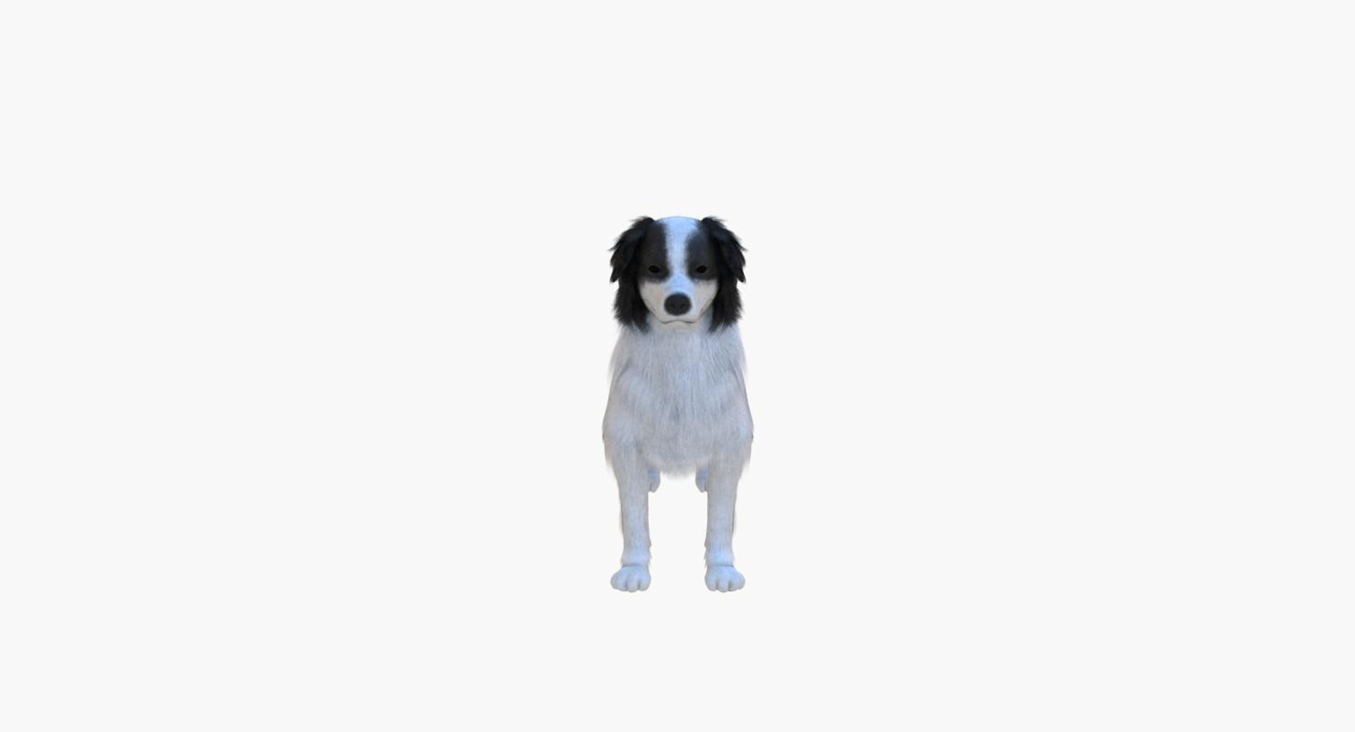 Dog Border Bordernese 3d Max