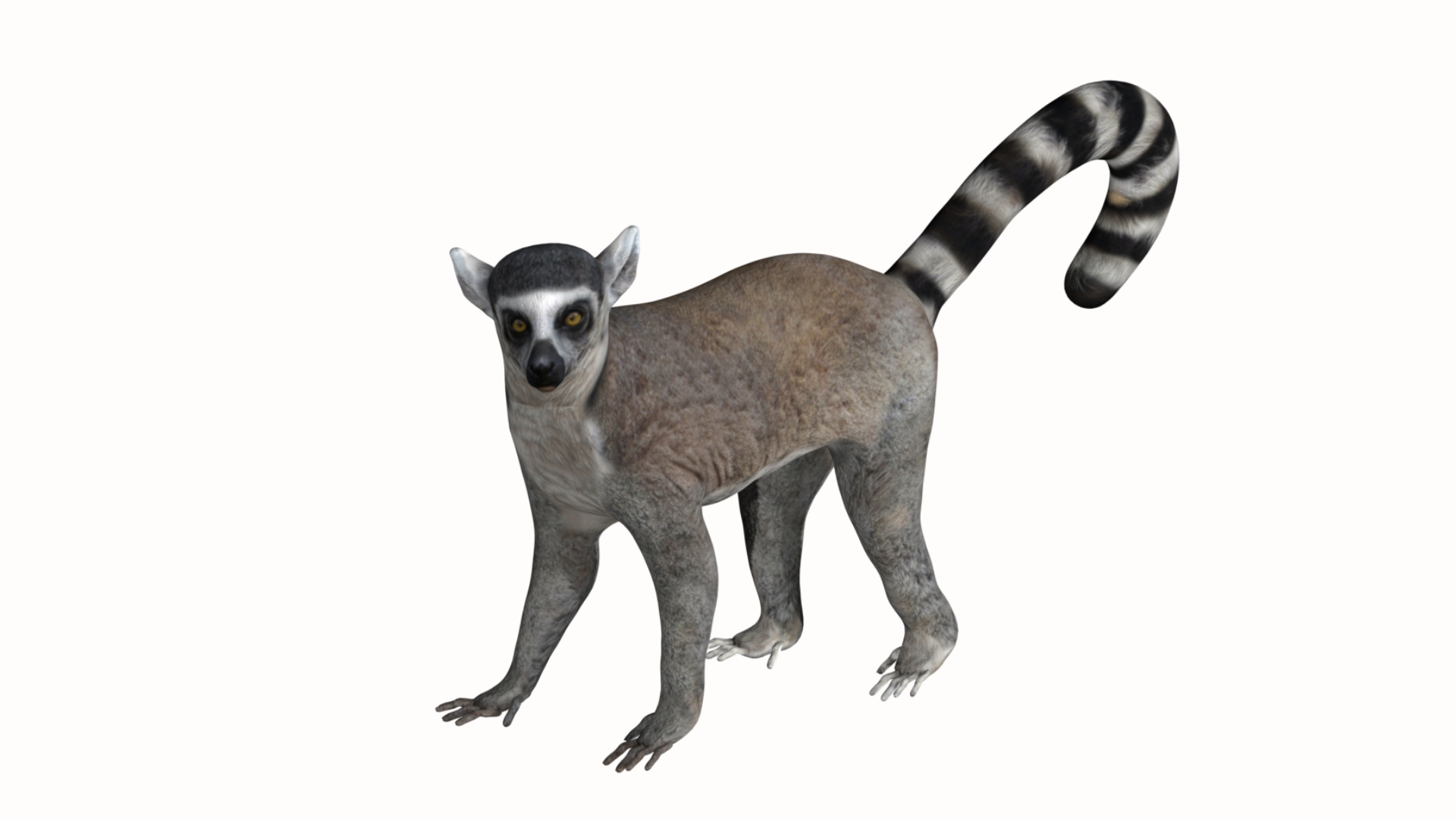 Lemur monkey 3D model - TurboSquid 1764730