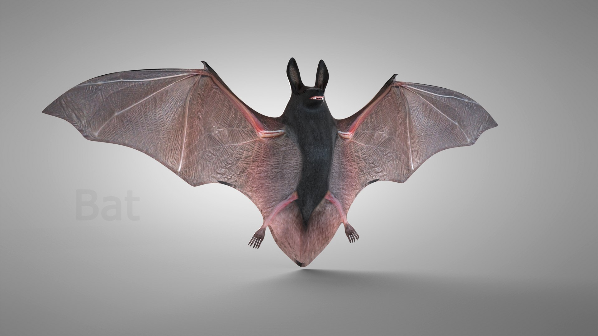 3d Bat