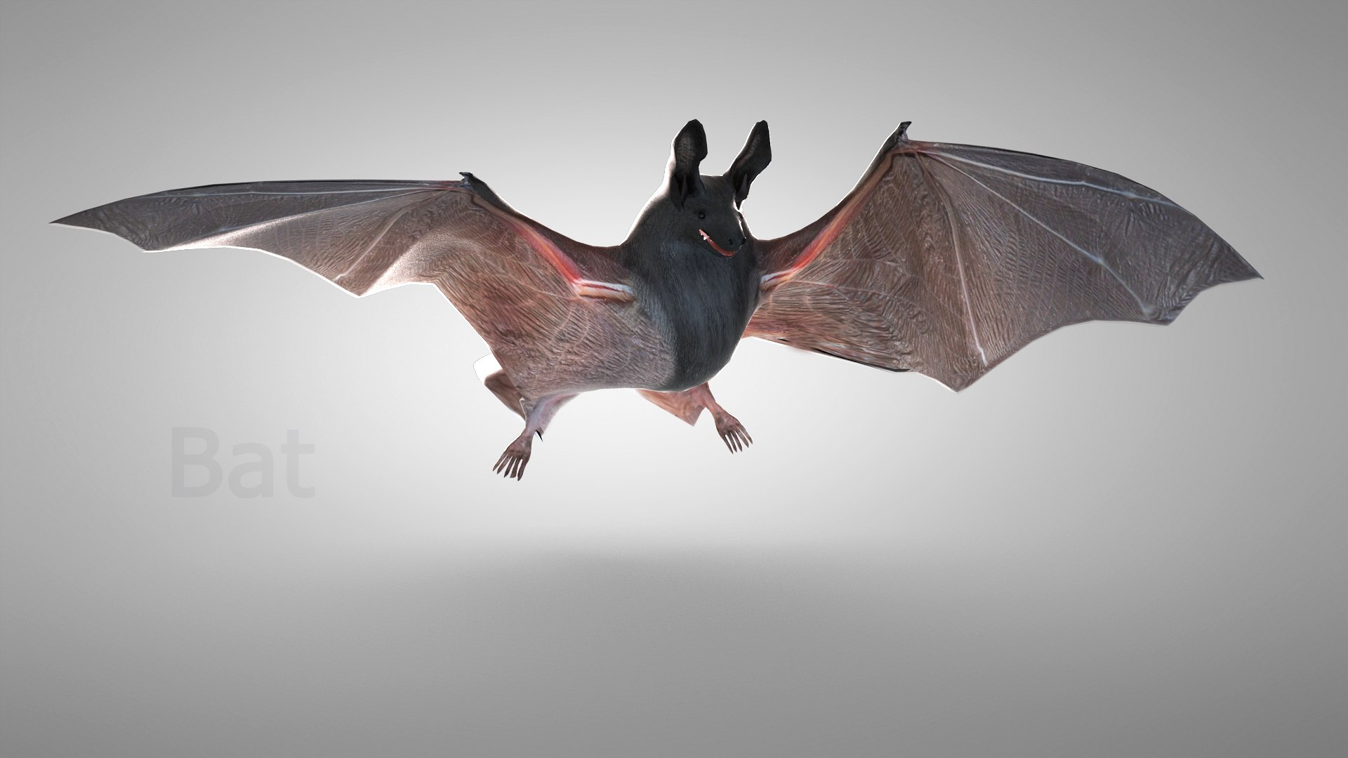 3d Bat