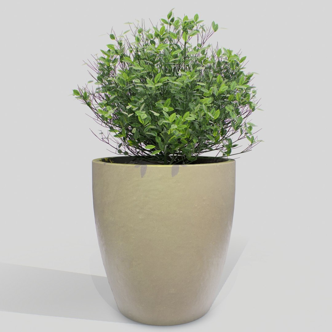 Basil Plant 3D Model - TurboSquid 1778387