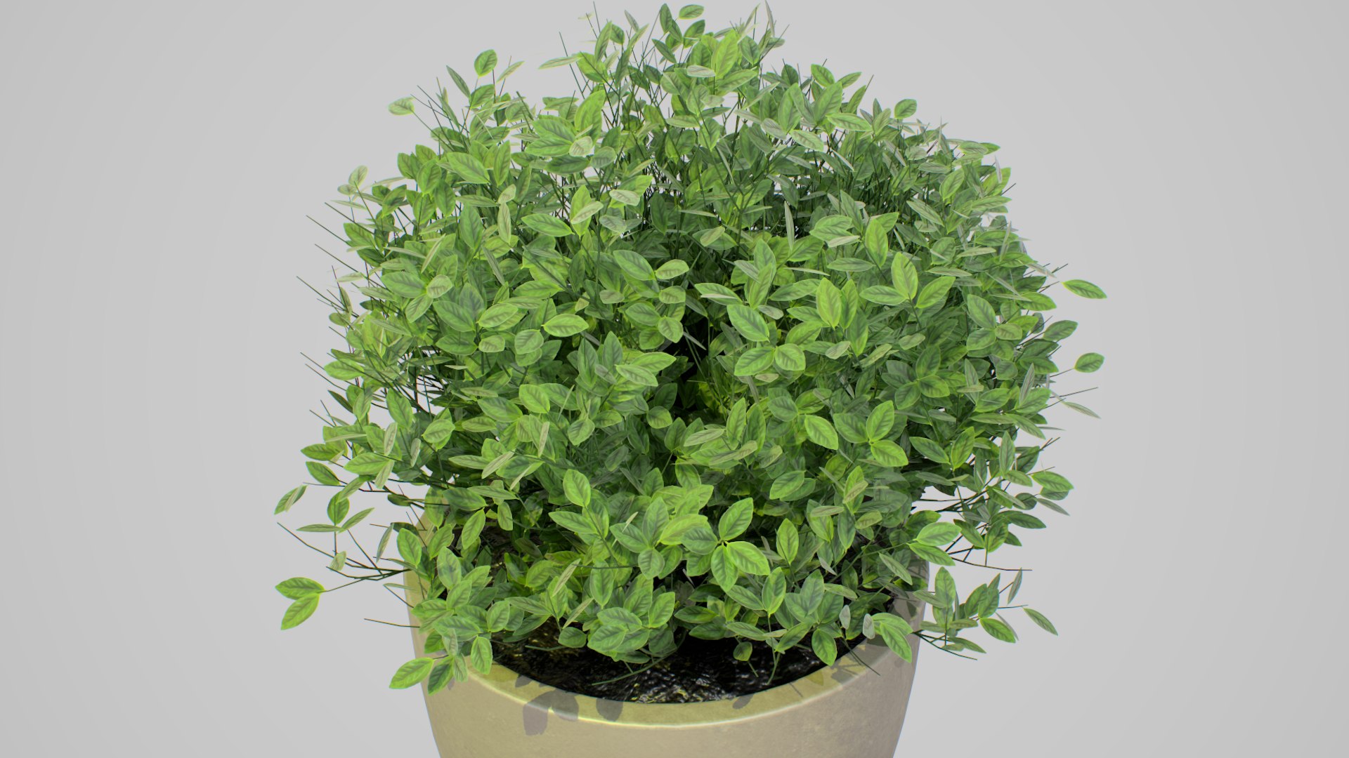 Basil Plant 3D Model - TurboSquid 1778387