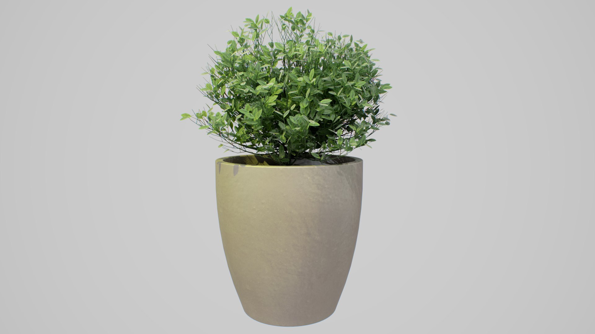 Basil Plant 3D Model - TurboSquid 1778387