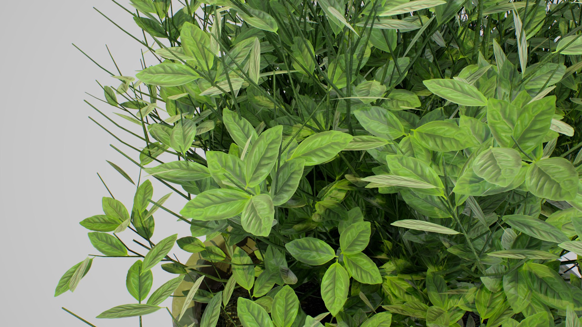 Basil Plant 3D Model - TurboSquid 1778387