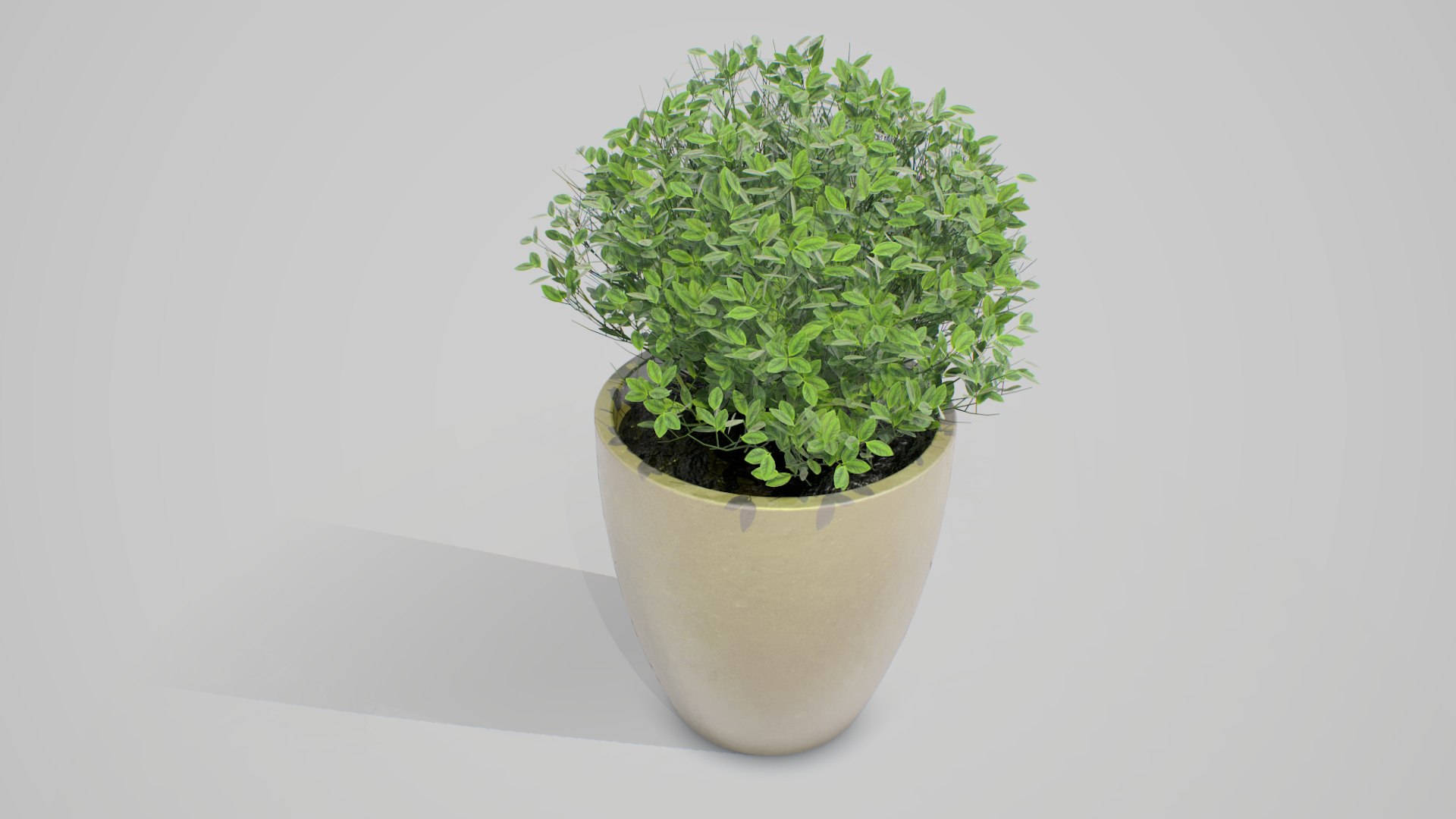 Basil Plant 3D Model - TurboSquid 1778387