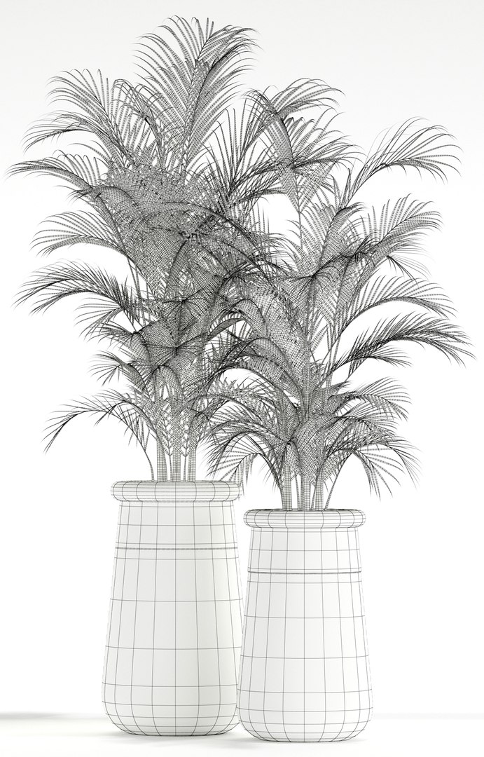 3D Indigenus Soma Plant Model - TurboSquid 1348656