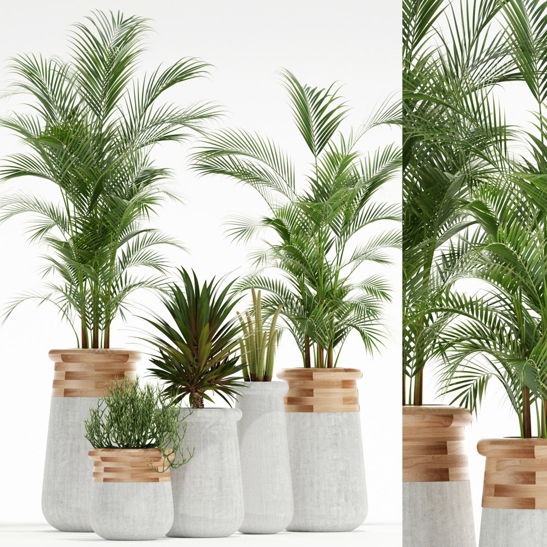 3D Indigenus Soma Plant Model - TurboSquid 1348656