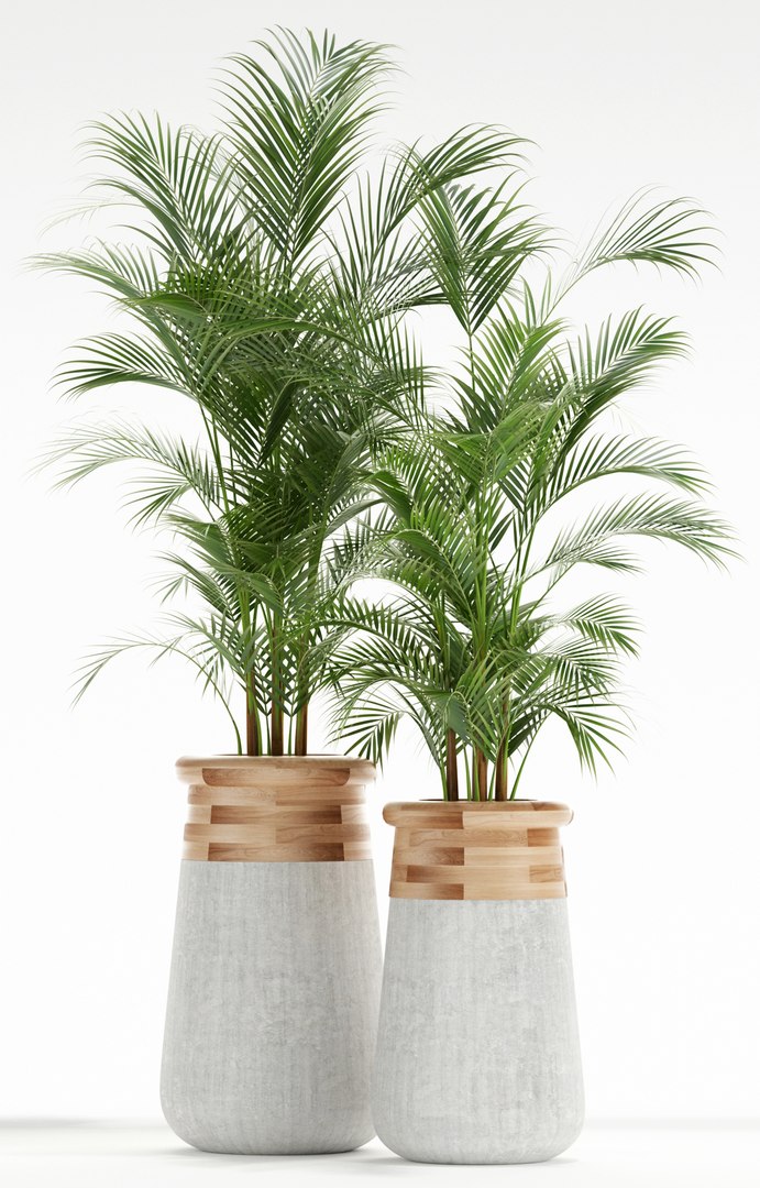 3D Indigenus Soma Plant Model - TurboSquid 1348656