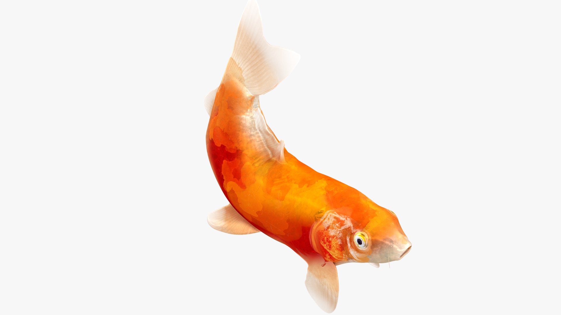 3D Japanese Carp Fish Rigged L1840 model - TurboSquid 1968987