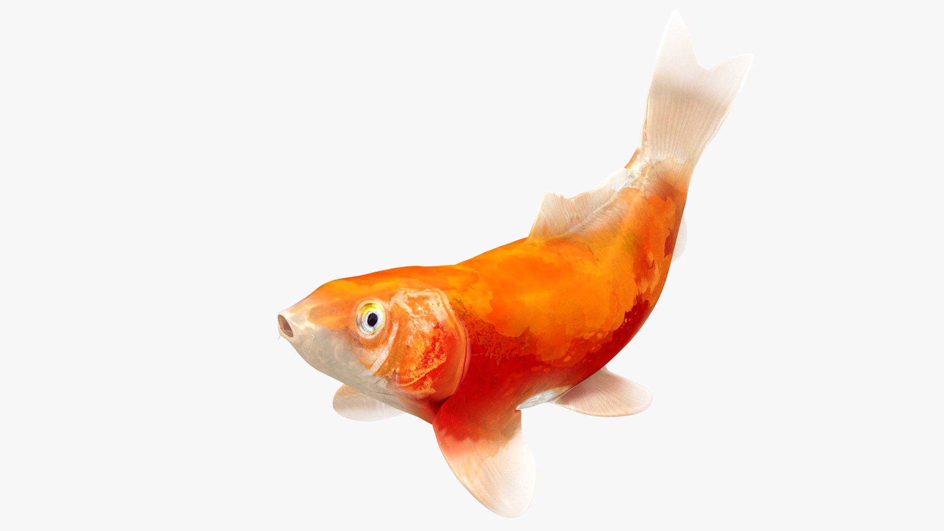 3D Japanese Carp Fish Rigged L1840 model - TurboSquid 1968987