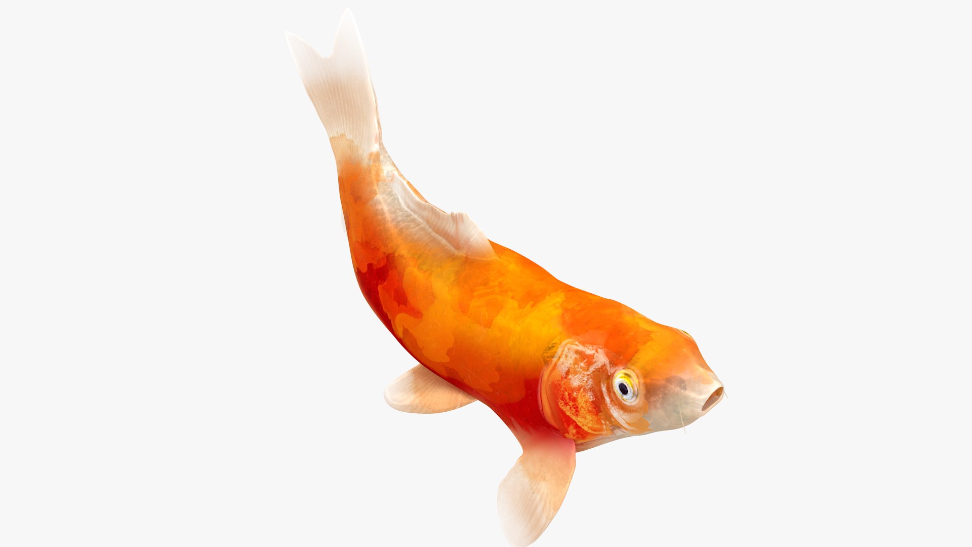 3D Japanese Carp Fish Rigged L1840 model - TurboSquid 1968987