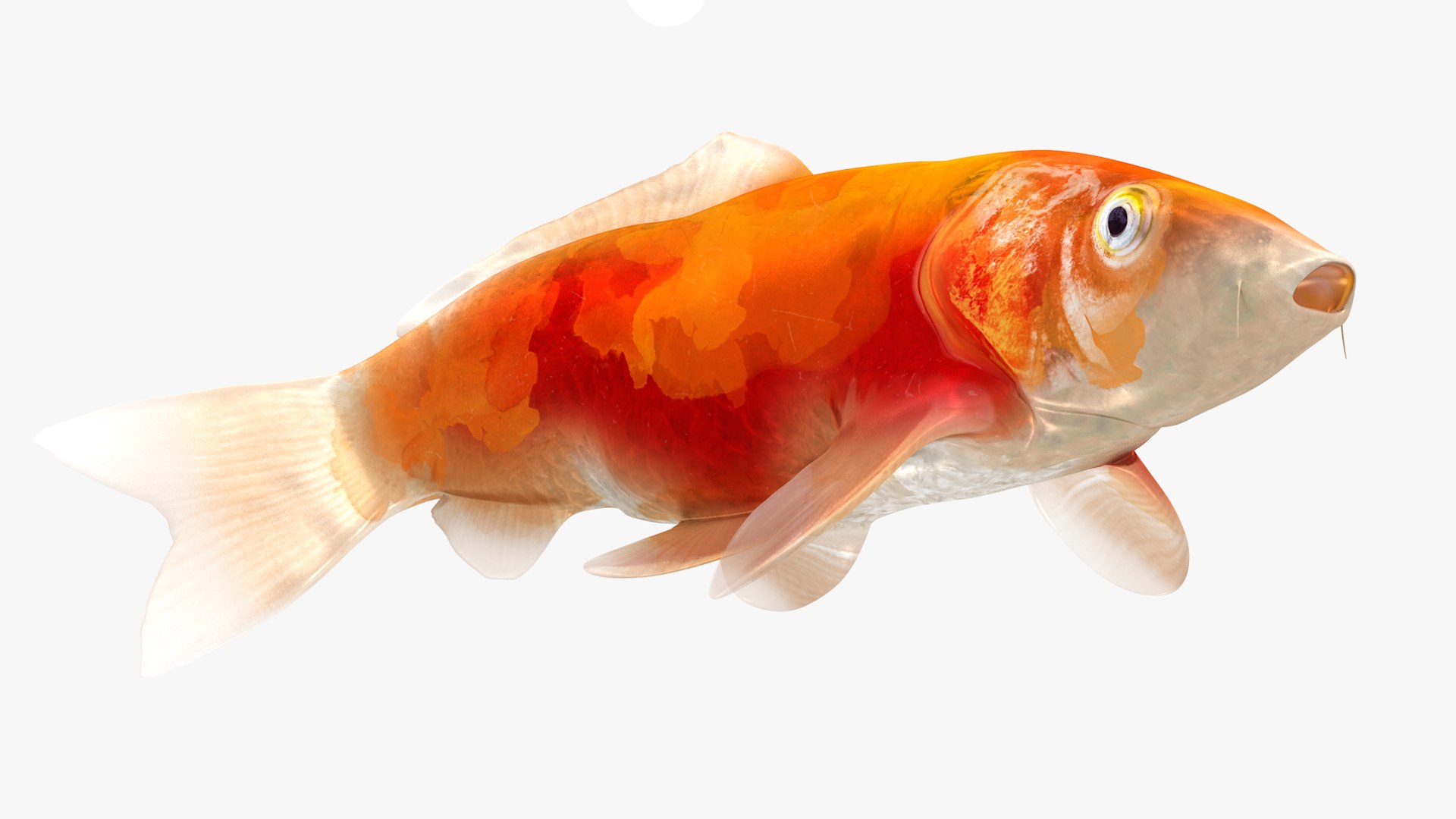 3D Japanese Carp Fish Rigged L1840 model - TurboSquid 1968987