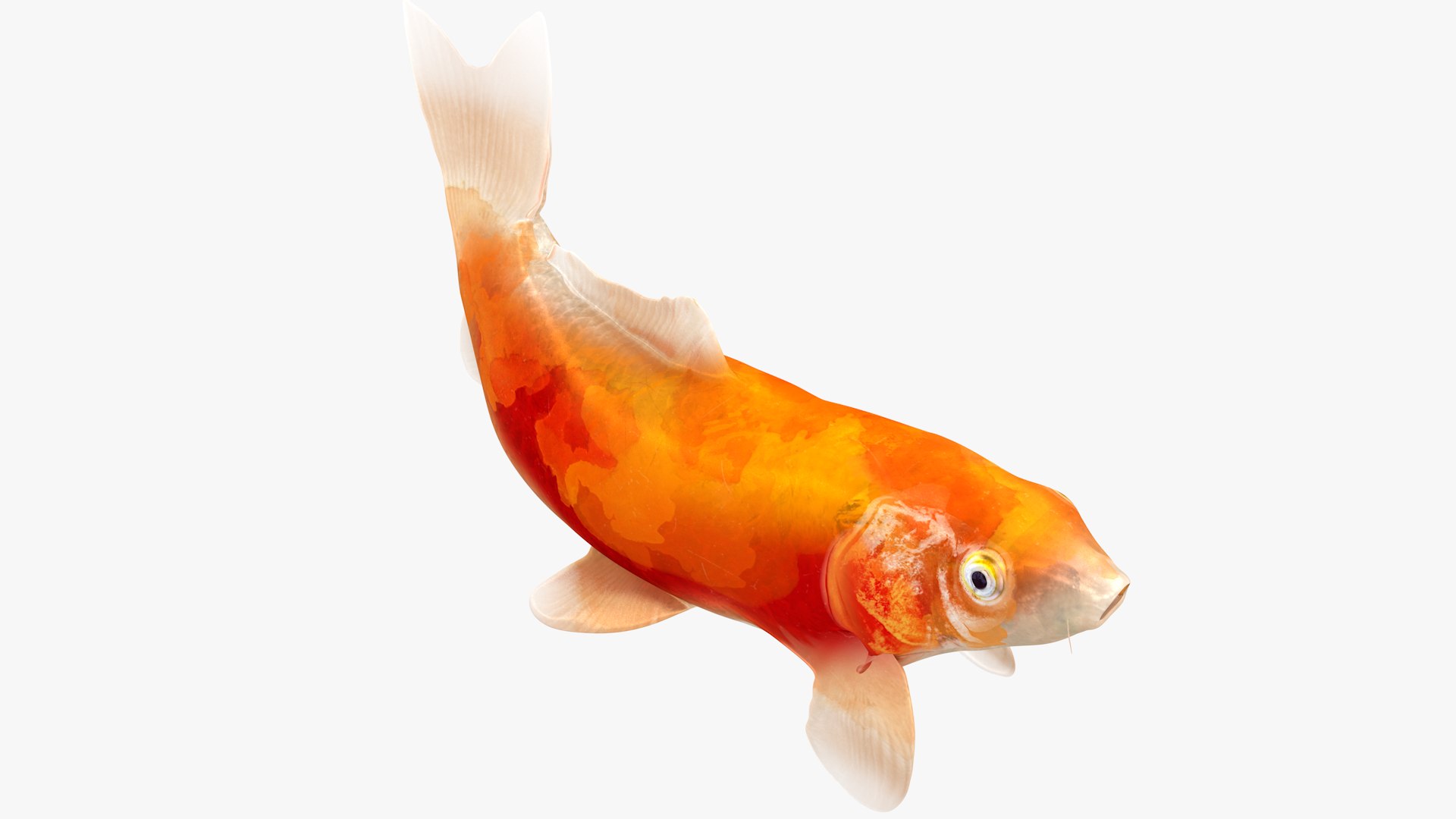 3D Japanese Carp Fish Rigged L1840 model - TurboSquid 1968987