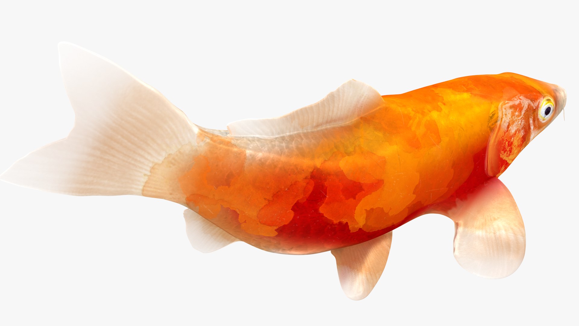 3D Japanese Carp Fish Rigged L1840 model - TurboSquid 1968987