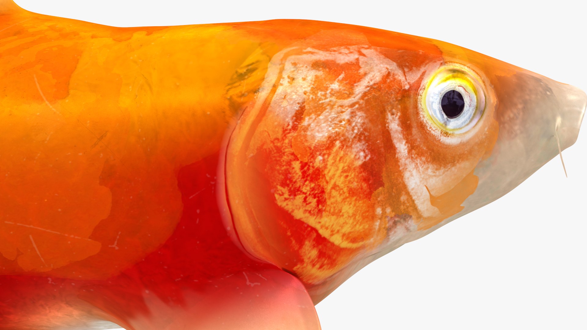 3D Japanese Carp Fish Rigged L1840 model - TurboSquid 1968987