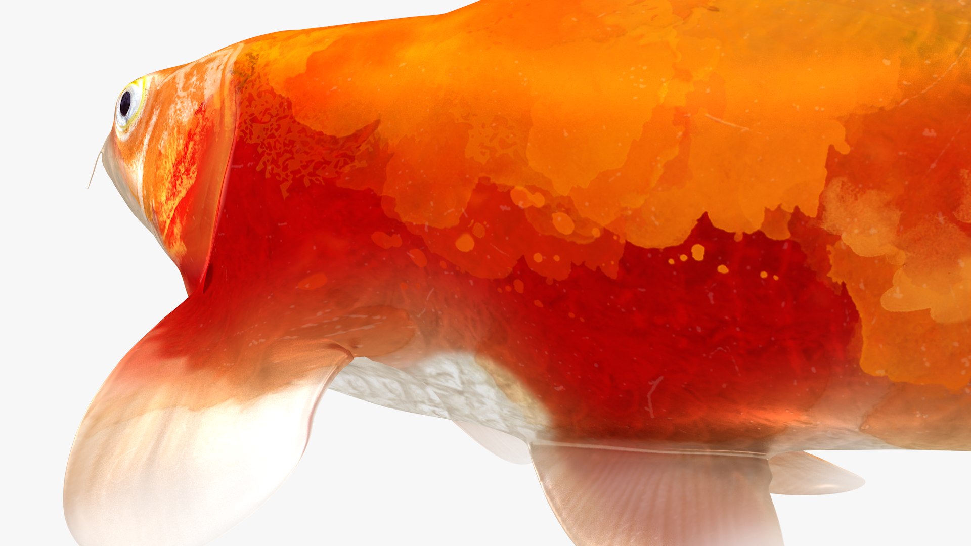 3D Japanese Carp Fish Rigged L1840 model - TurboSquid 1968987