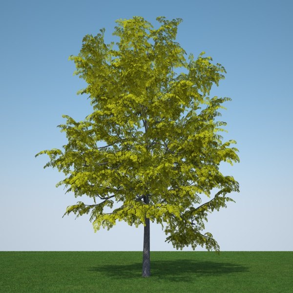 Honey Locust Tree 3D Models for Download | TurboSquid