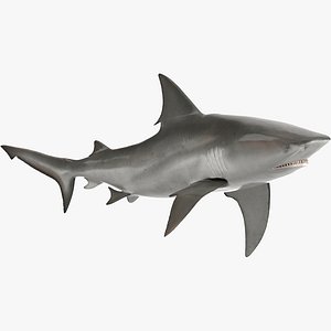 Rigged Bull Shark 3D Models With Enhanced License Tiers For Download ...