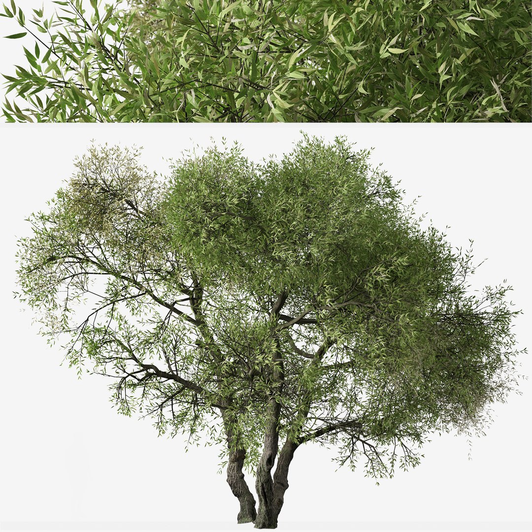 3D Set Of Salix Lasiolepis Or Arroyo Willow Tree Model - TurboSquid 1966737