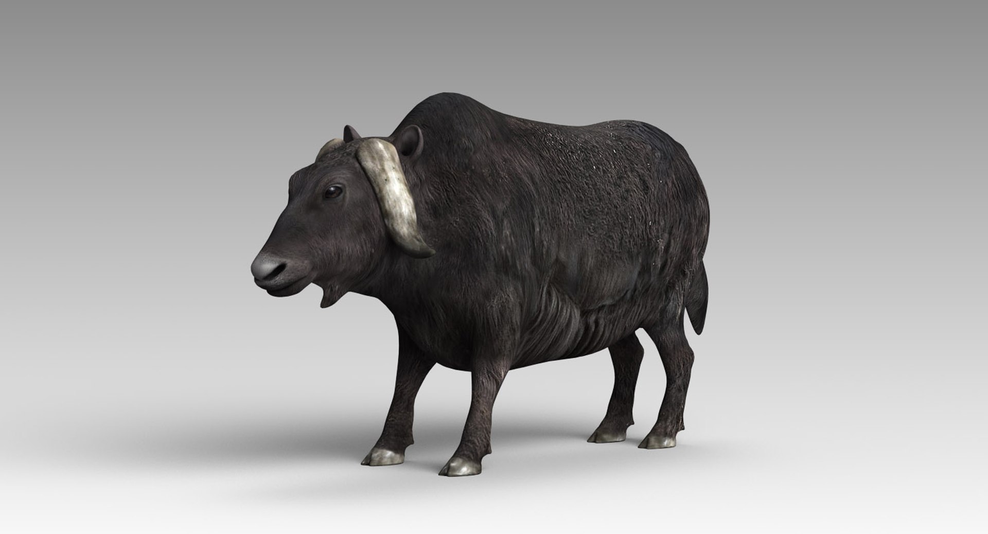modelo 3d Yak doméstico - TurboSquid 1427599