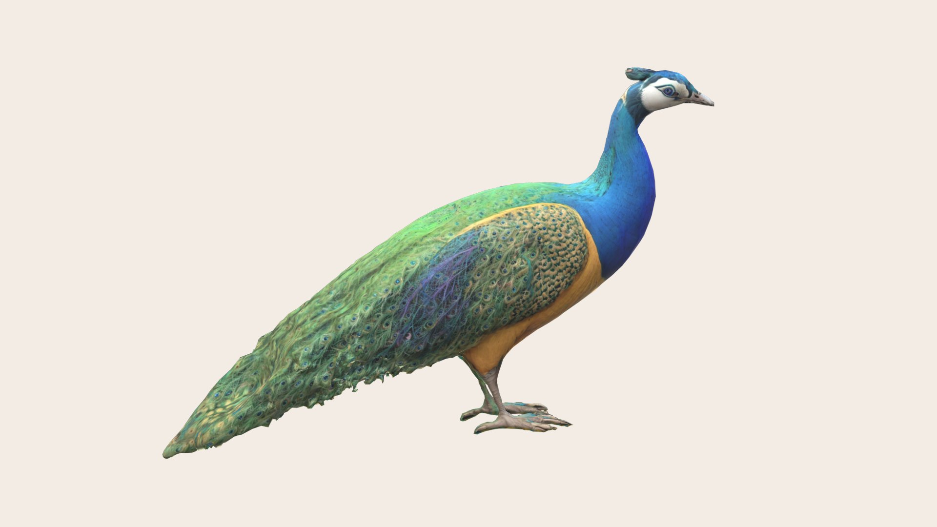 Indian Peafowl 3D - TurboSquid 2263858