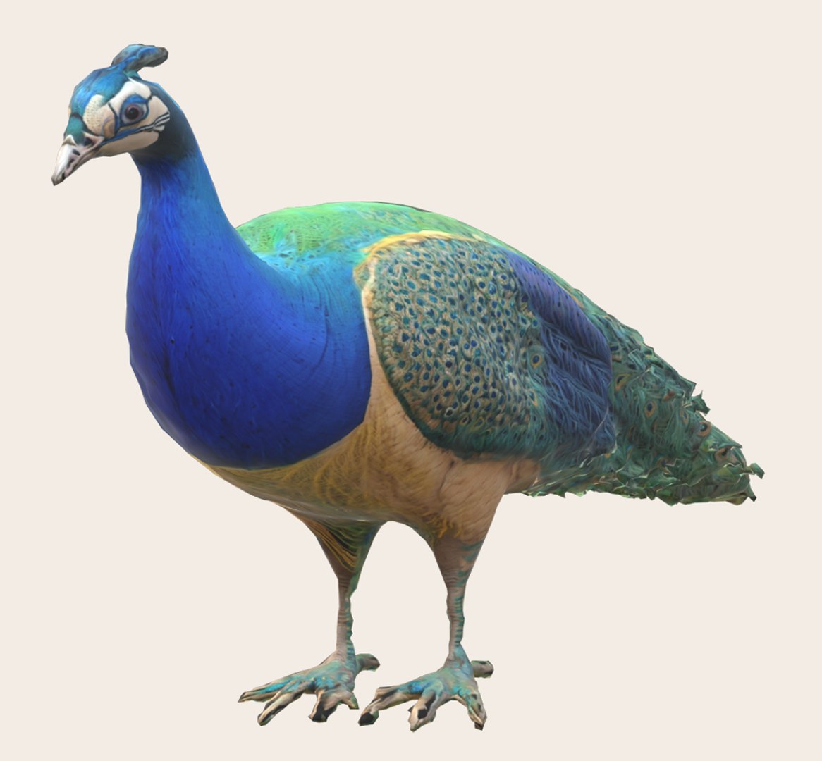 Indian Peafowl 3D - TurboSquid 2263858