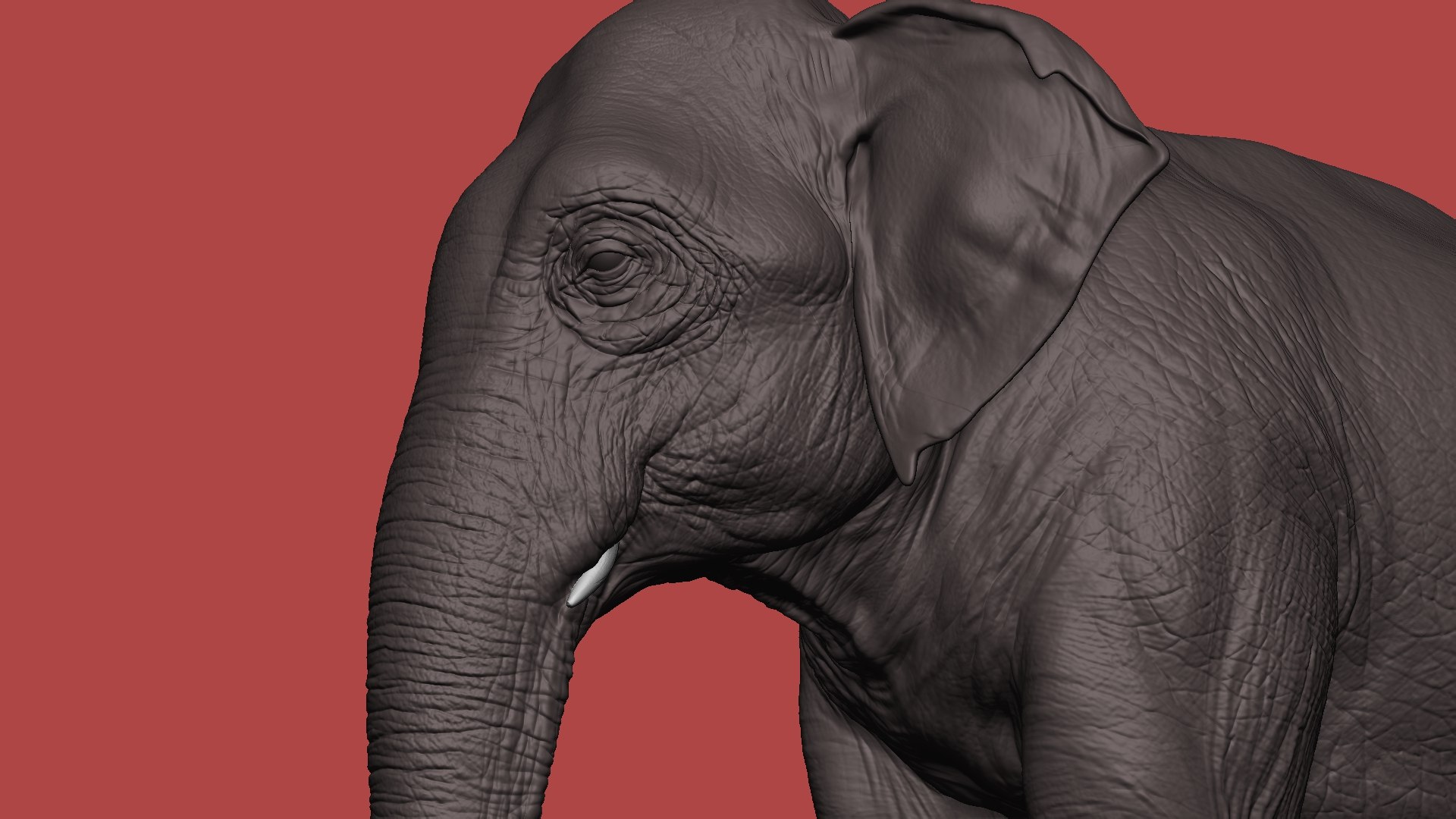 3D Female Asian Elephant - TurboSquid 2030984