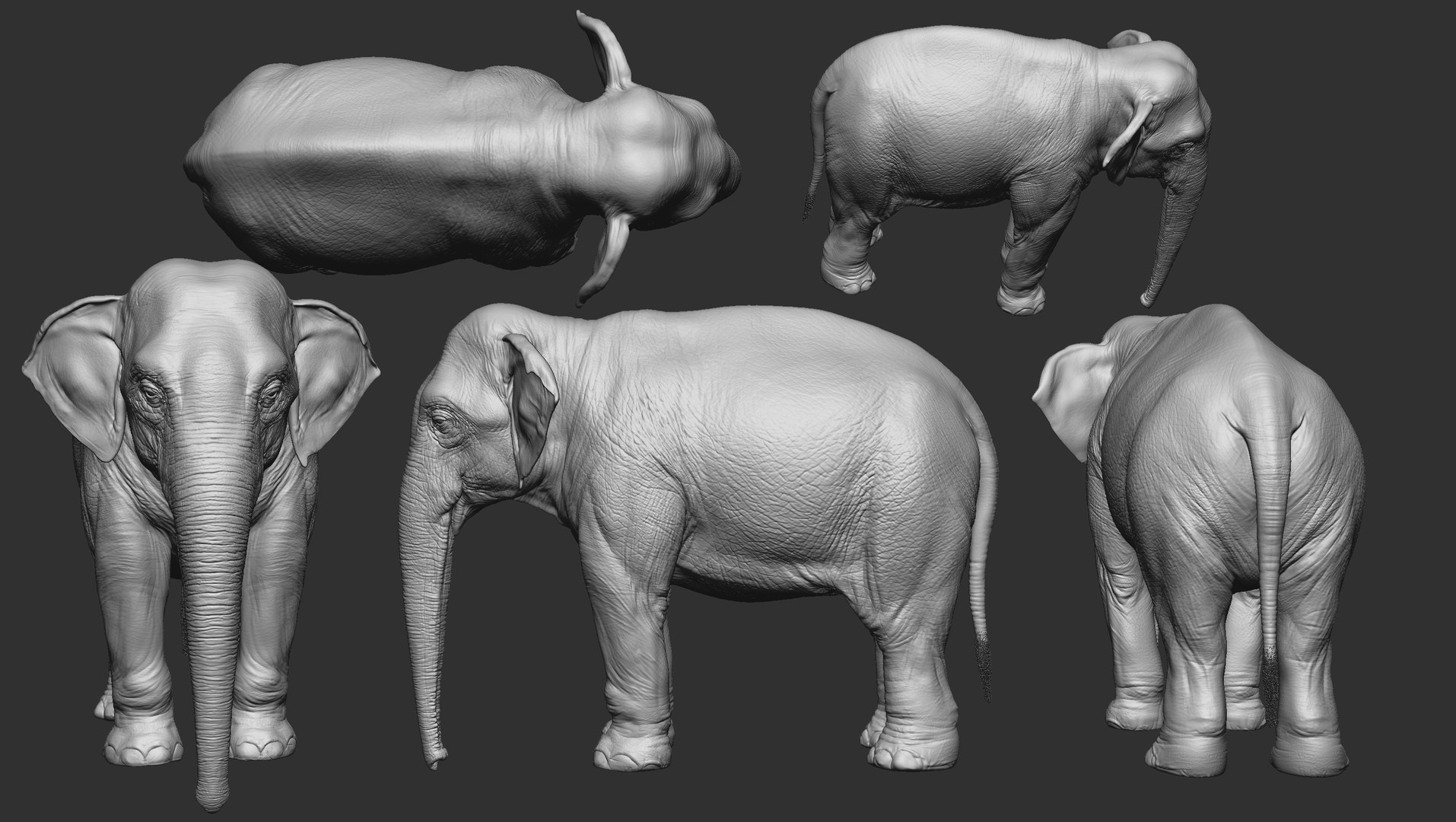 3D Female Asian Elephant - TurboSquid 2030984