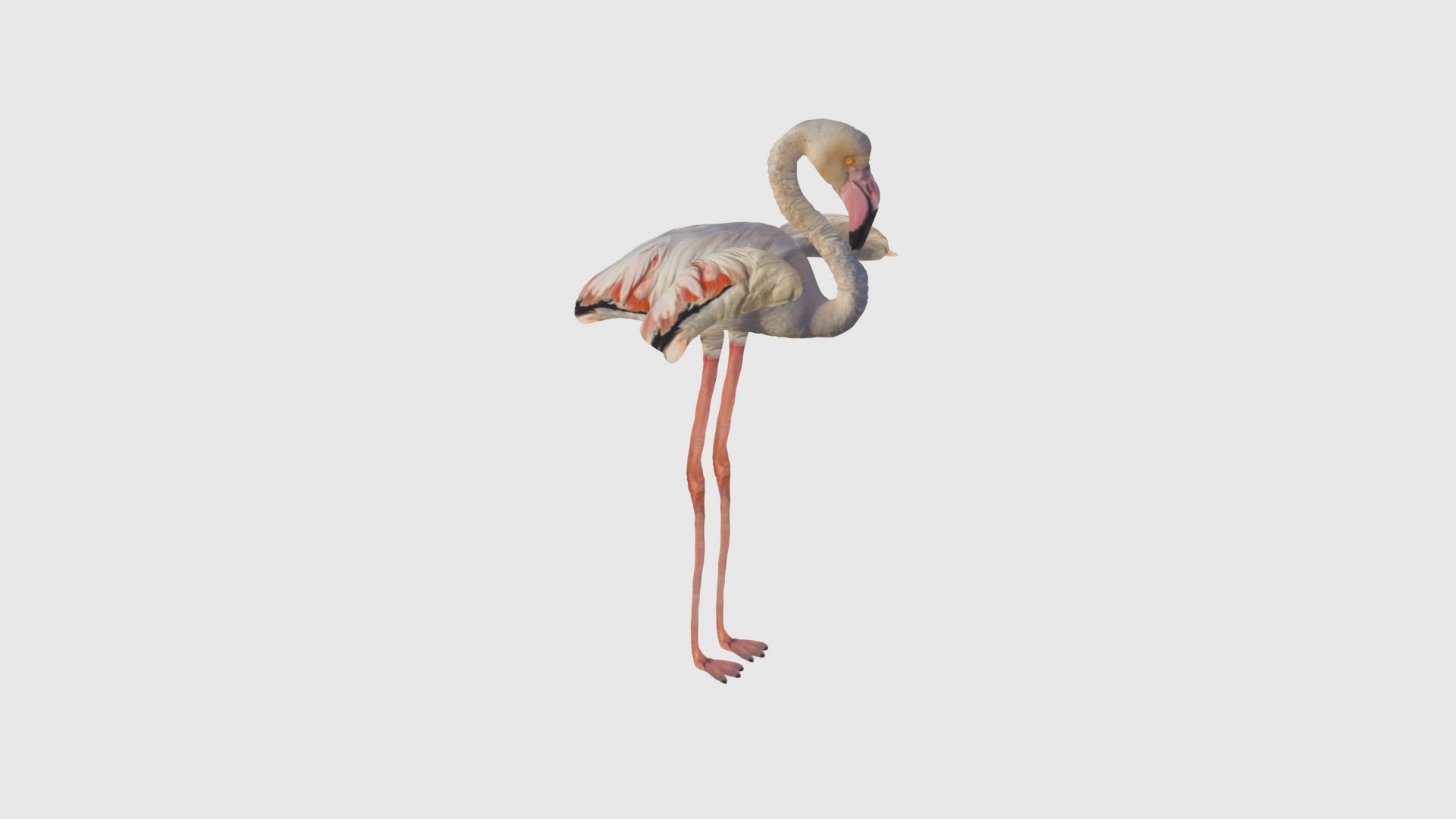 Low Poly Flamingo Rigged With Realistic Texture 3D Model - TurboSquid ...