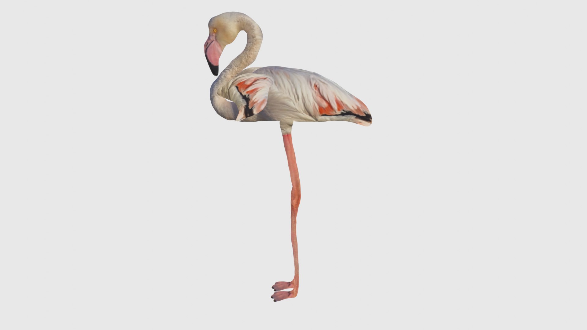 Low Poly Flamingo Rigged With Realistic Texture 3D Model - TurboSquid ...