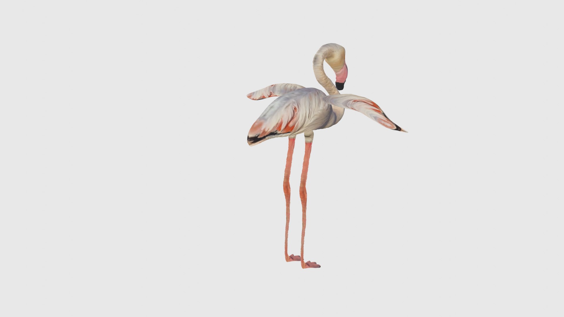 Low Poly Flamingo Rigged With Realistic Texture 3D Model - TurboSquid ...