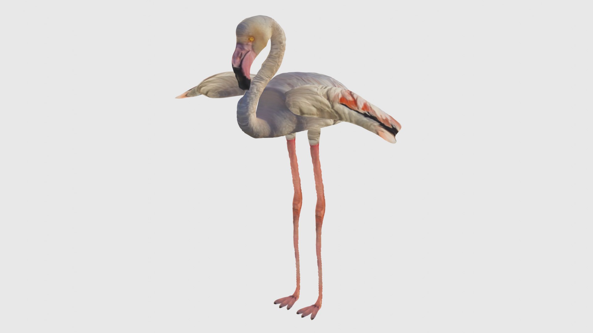 Low Poly Flamingo Rigged With Realistic Texture 3D Model - TurboSquid ...
