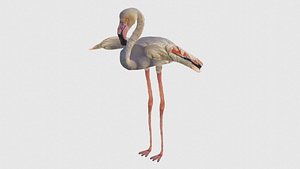 Rigged Flamingo 3D Models for Download | TurboSquid