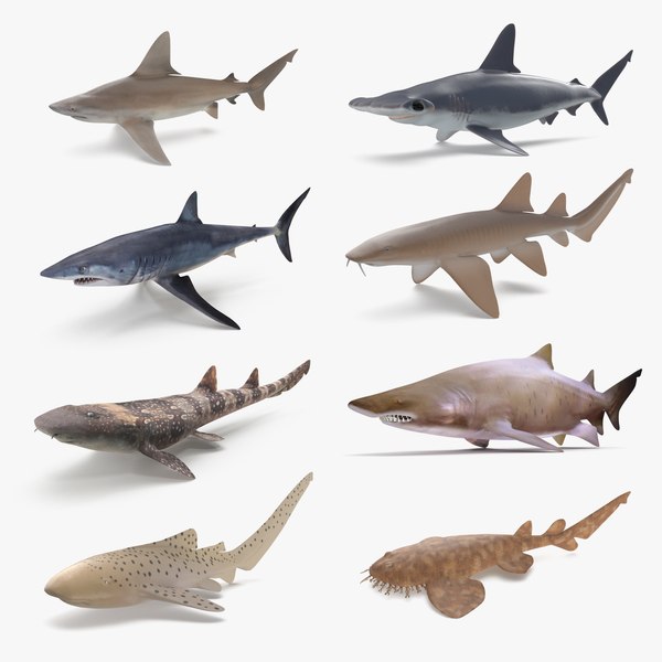 realistic hammerhead shark 3d model