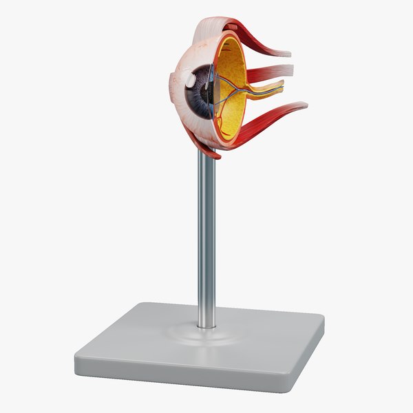 Free 3D Eye Models | TurboSquid