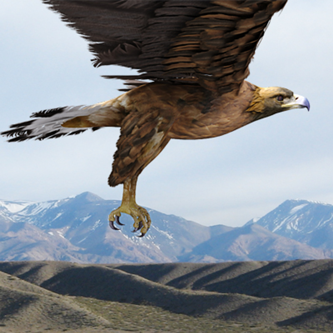 golden eagle 3d model