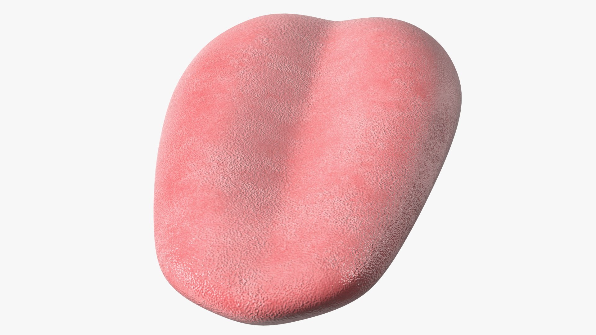 Human Tongue Anatomy 3D Model - TurboSquid 2128320