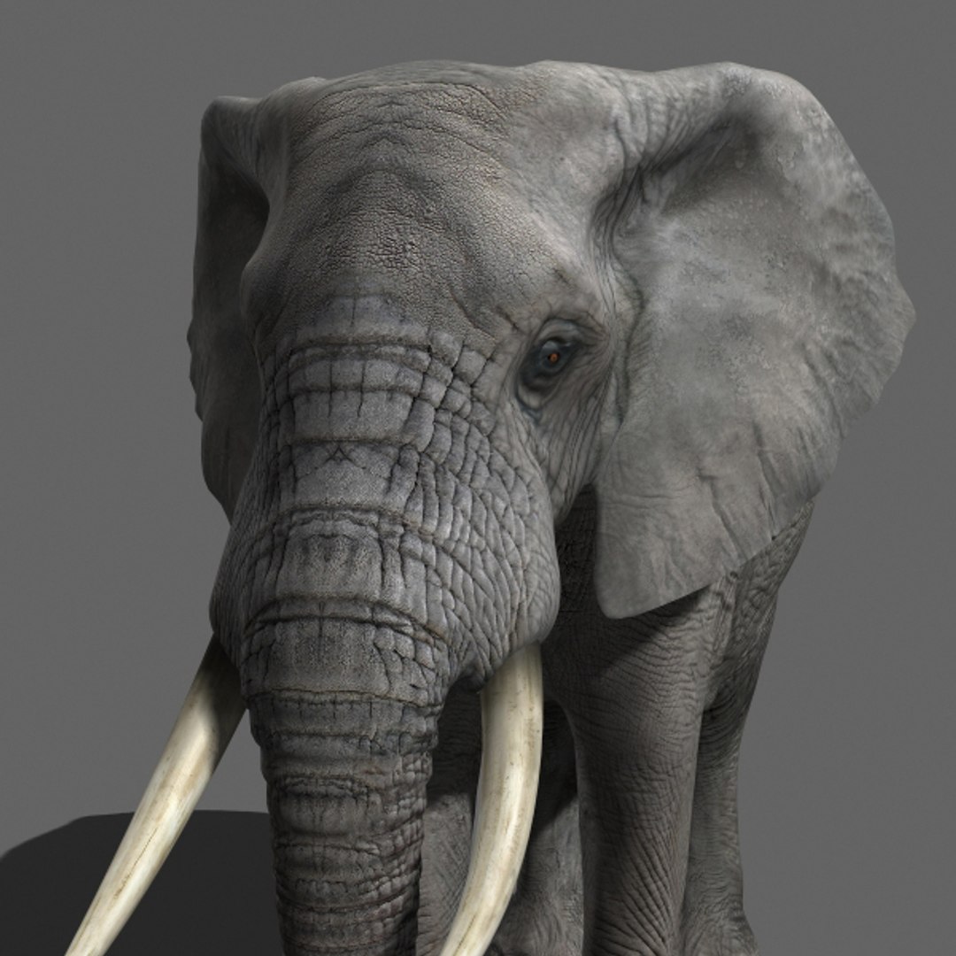 elephant pros 3d