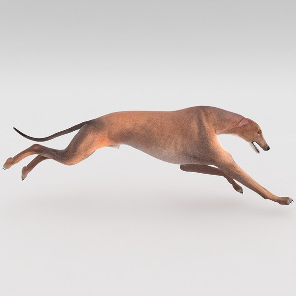 australian greyhound pose 3 3d model