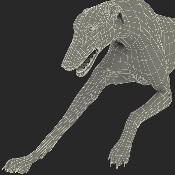australian greyhound pose 3 3d model