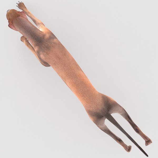 australian greyhound pose 3 3d model