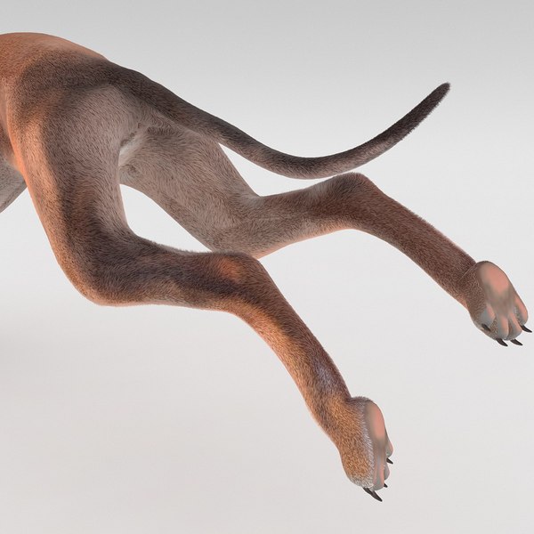australian greyhound pose 3 3d model