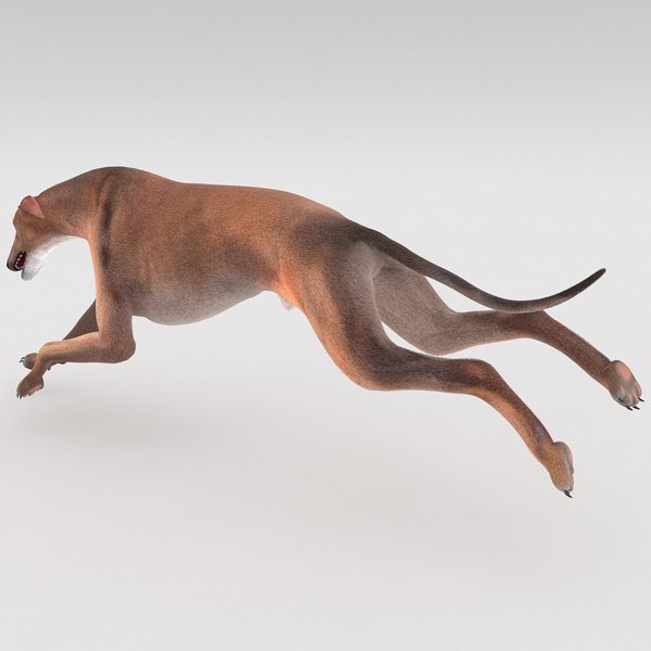 australian greyhound pose 3 3d model
