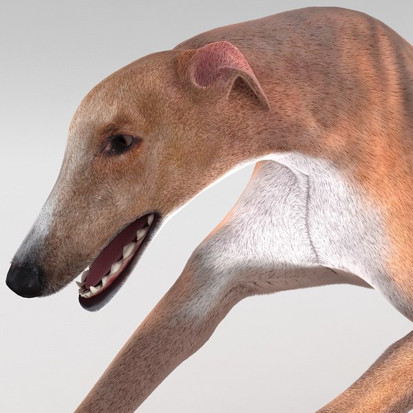 australian greyhound pose 3 3d model