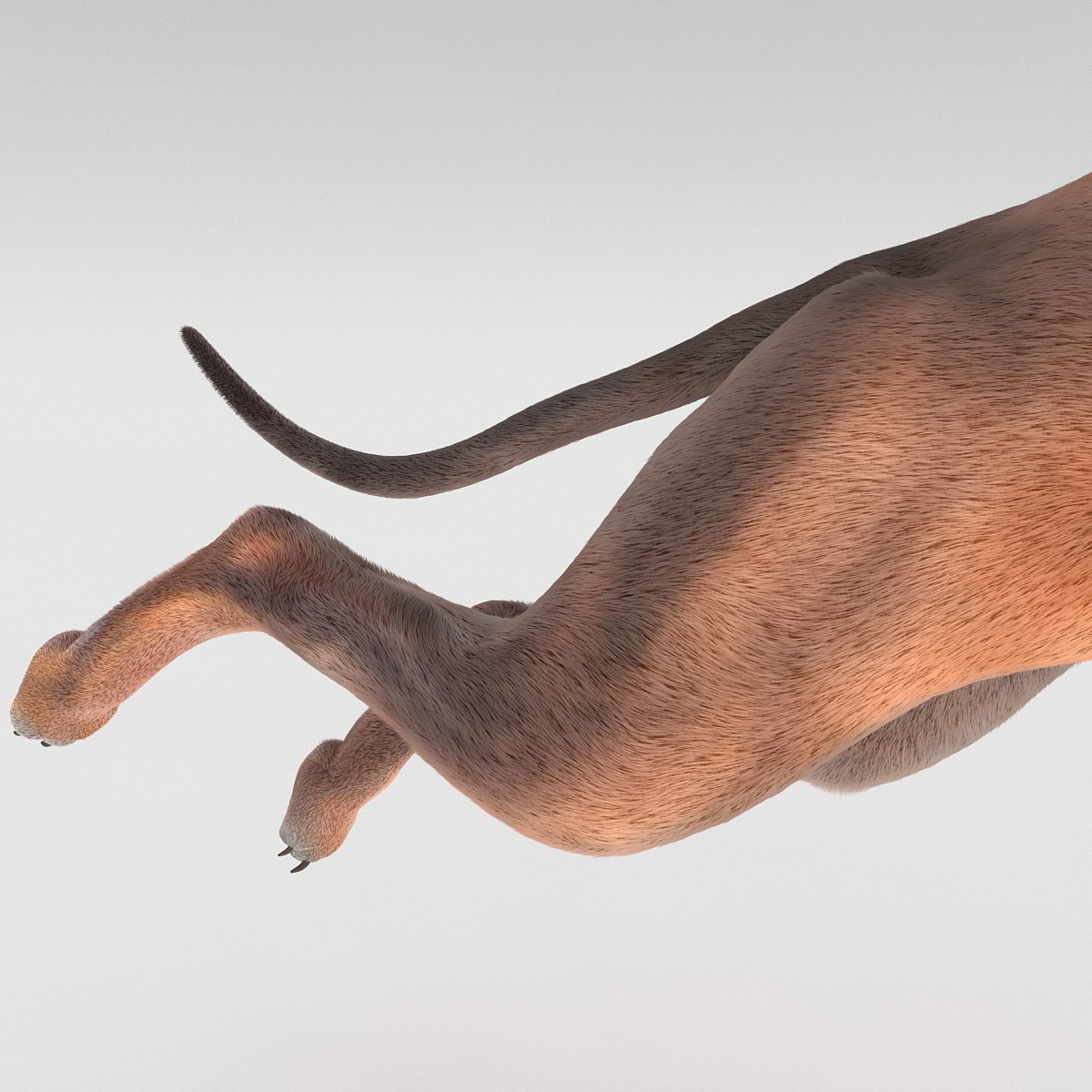 australian greyhound pose 3 3d model
