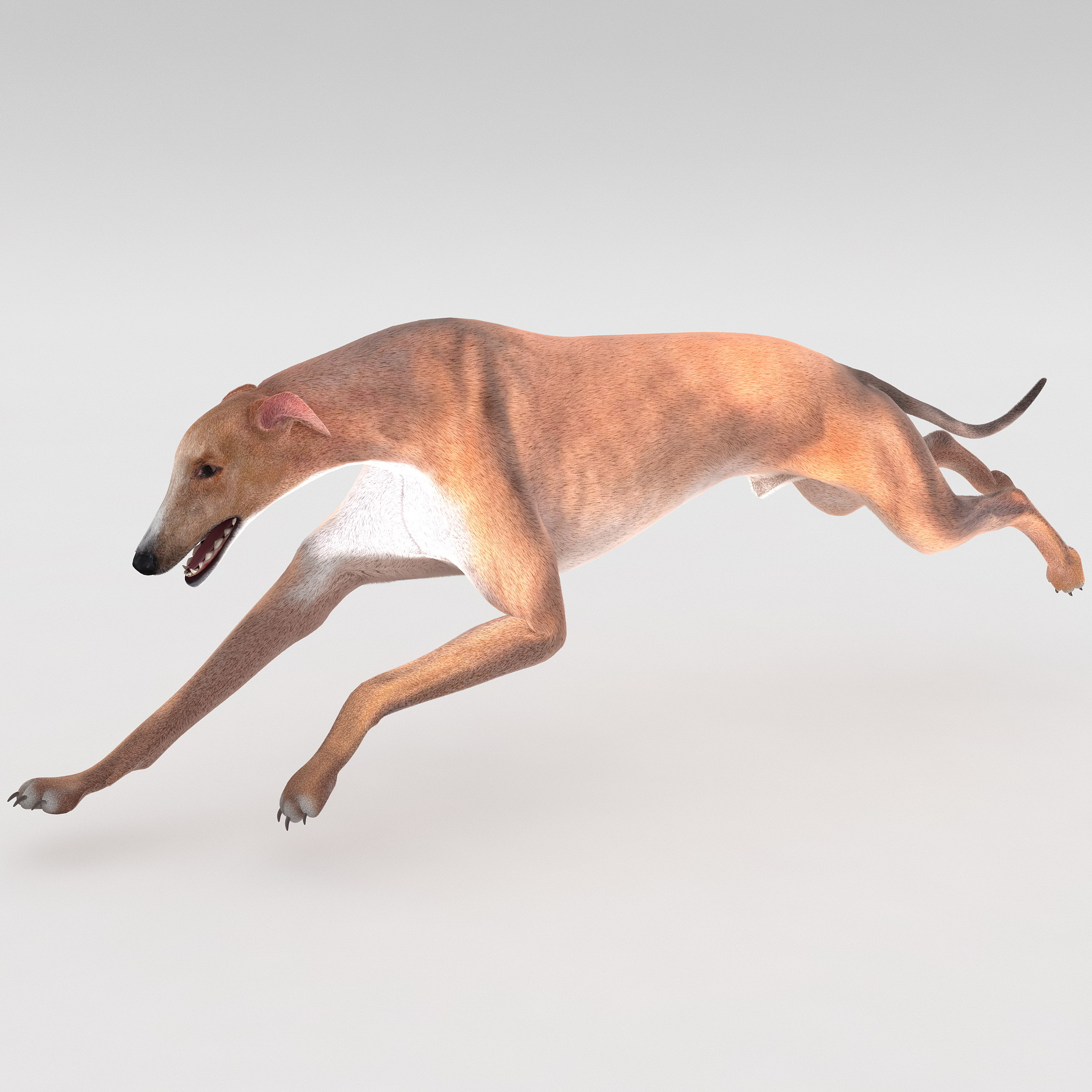 australian greyhound pose 3 3d model