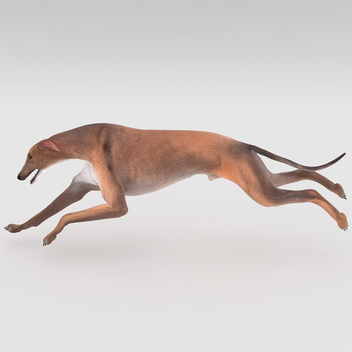 australian greyhound pose 3 3d model