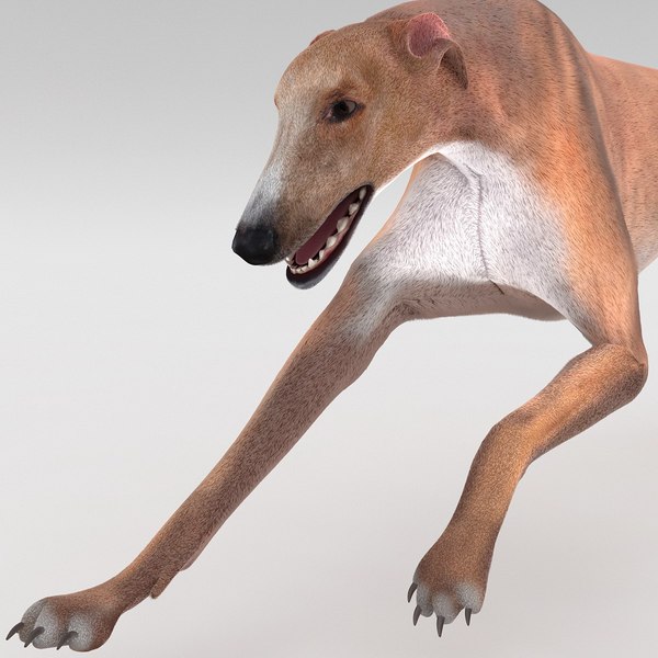 australian greyhound pose 3 3d model