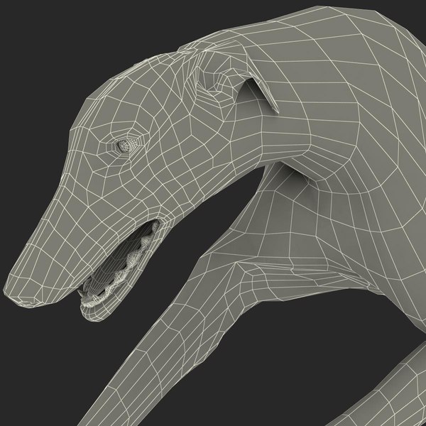 australian greyhound pose 3 3d model
