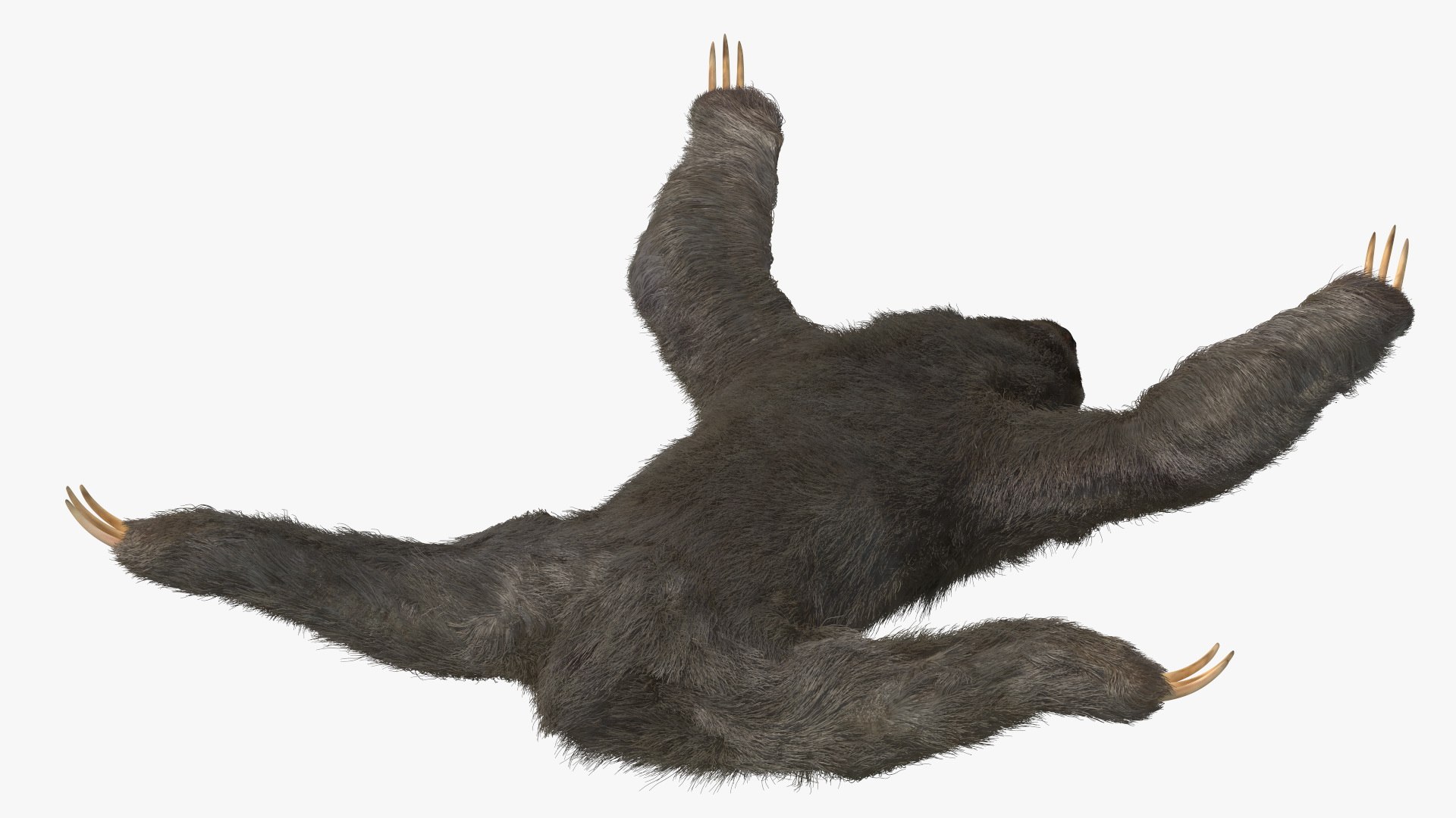 Sloth Fur Rigged 3D - TurboSquid 2180208